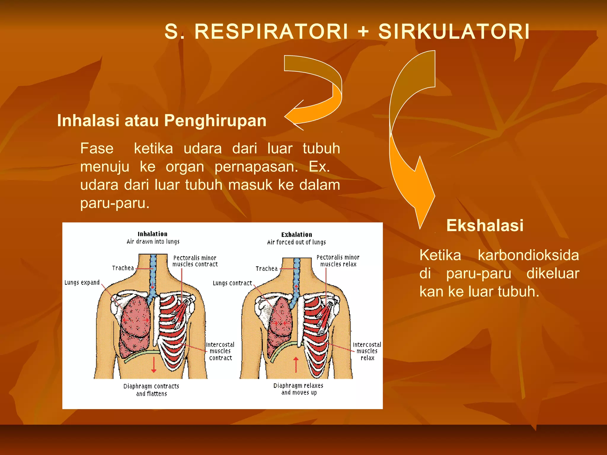 Sistem respirasi-manusia | PPT