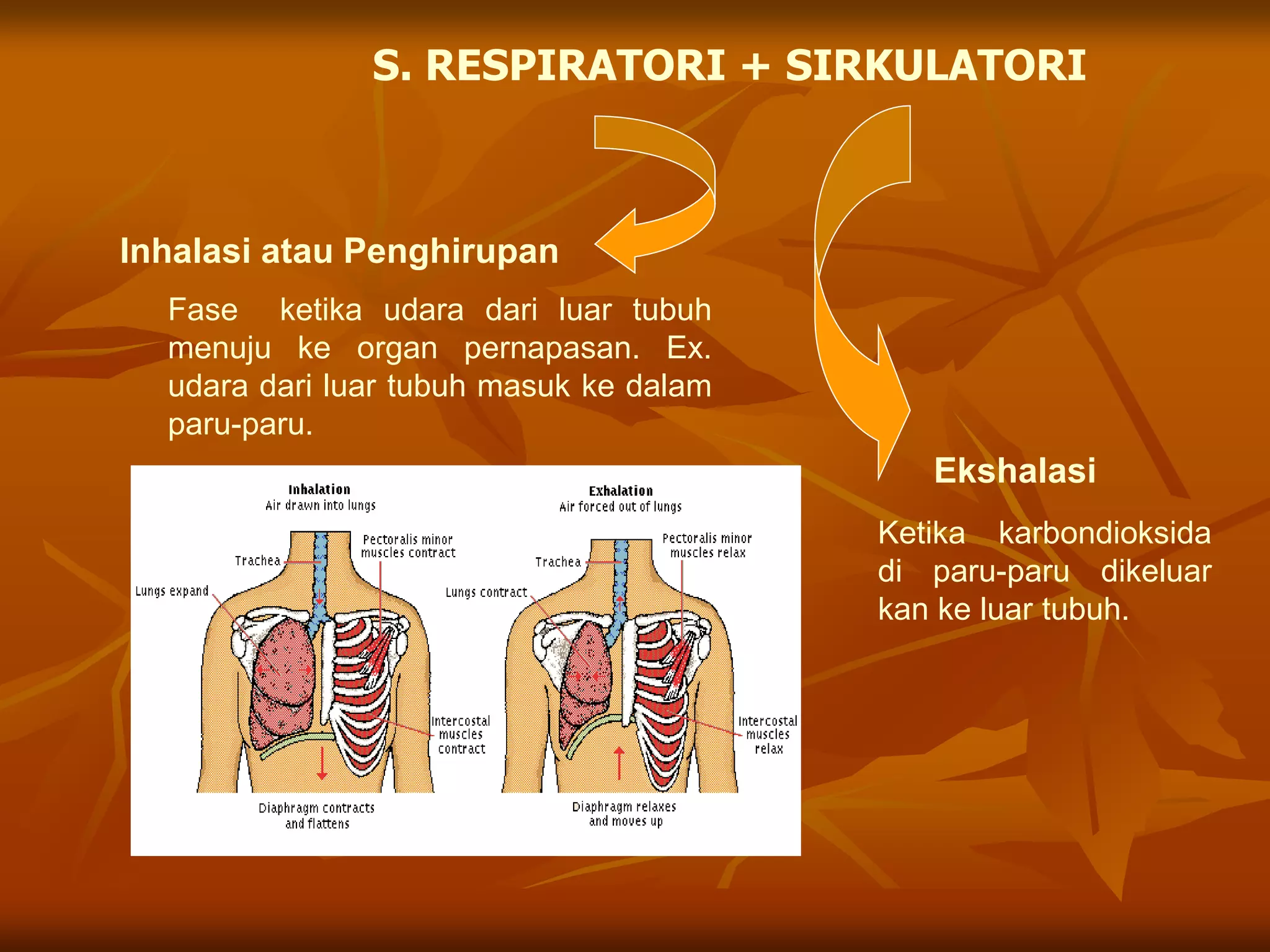 sistem-respirasi-manusia.ppt