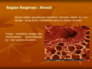 sistem-respirasi-manusia.ppt