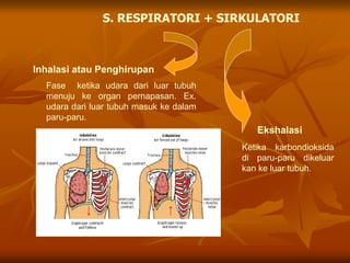 sistem-respirasi-manusia.ppt