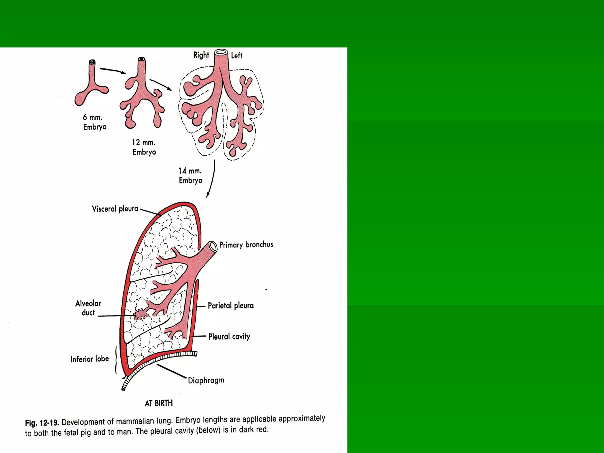 Sistemul Respirator | PPT