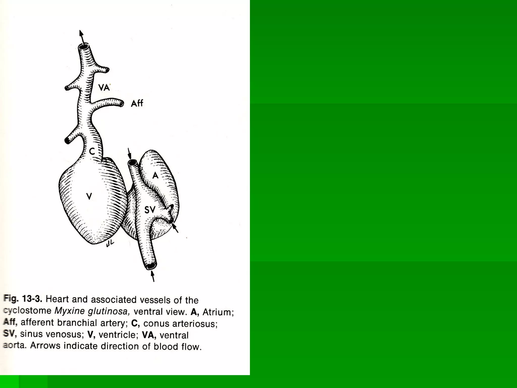 Sistemul Respirator | PPT