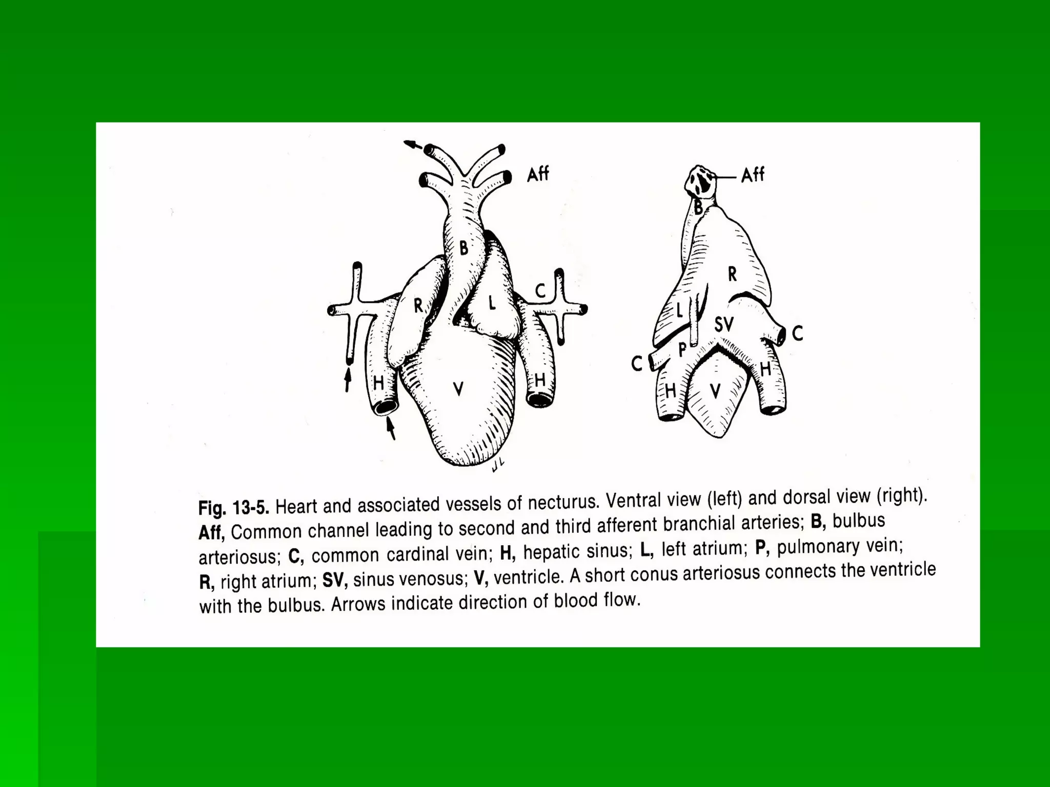 Sistemul Respirator | PPT