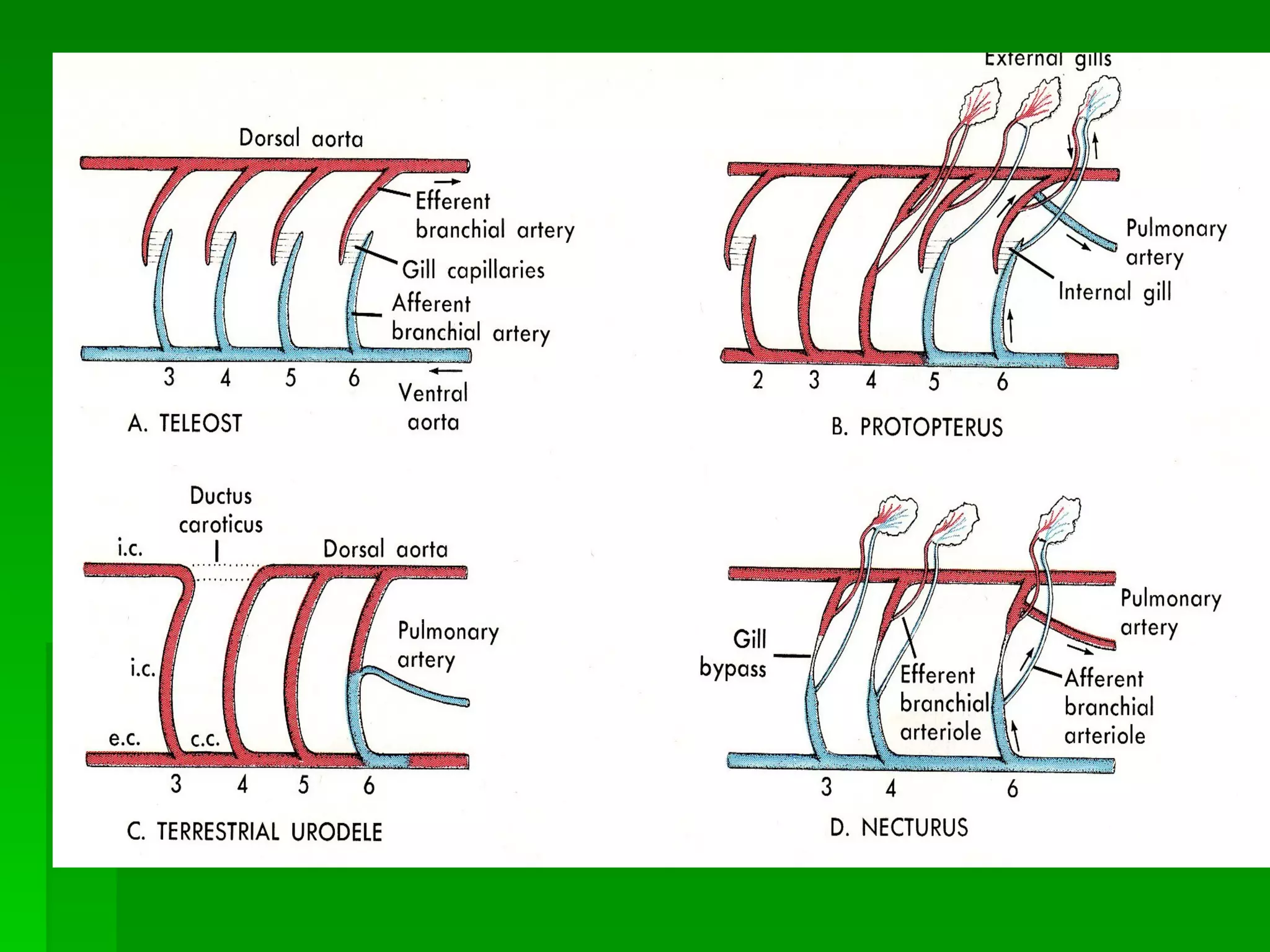 Sistemul Respirator | PPT