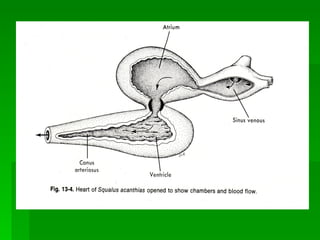 Sistemul Respirator | PPT
