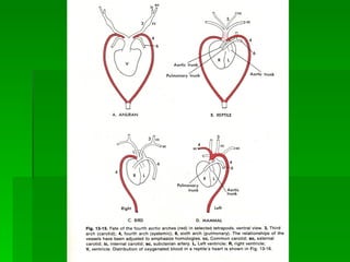 Sistemul Respirator | PPT