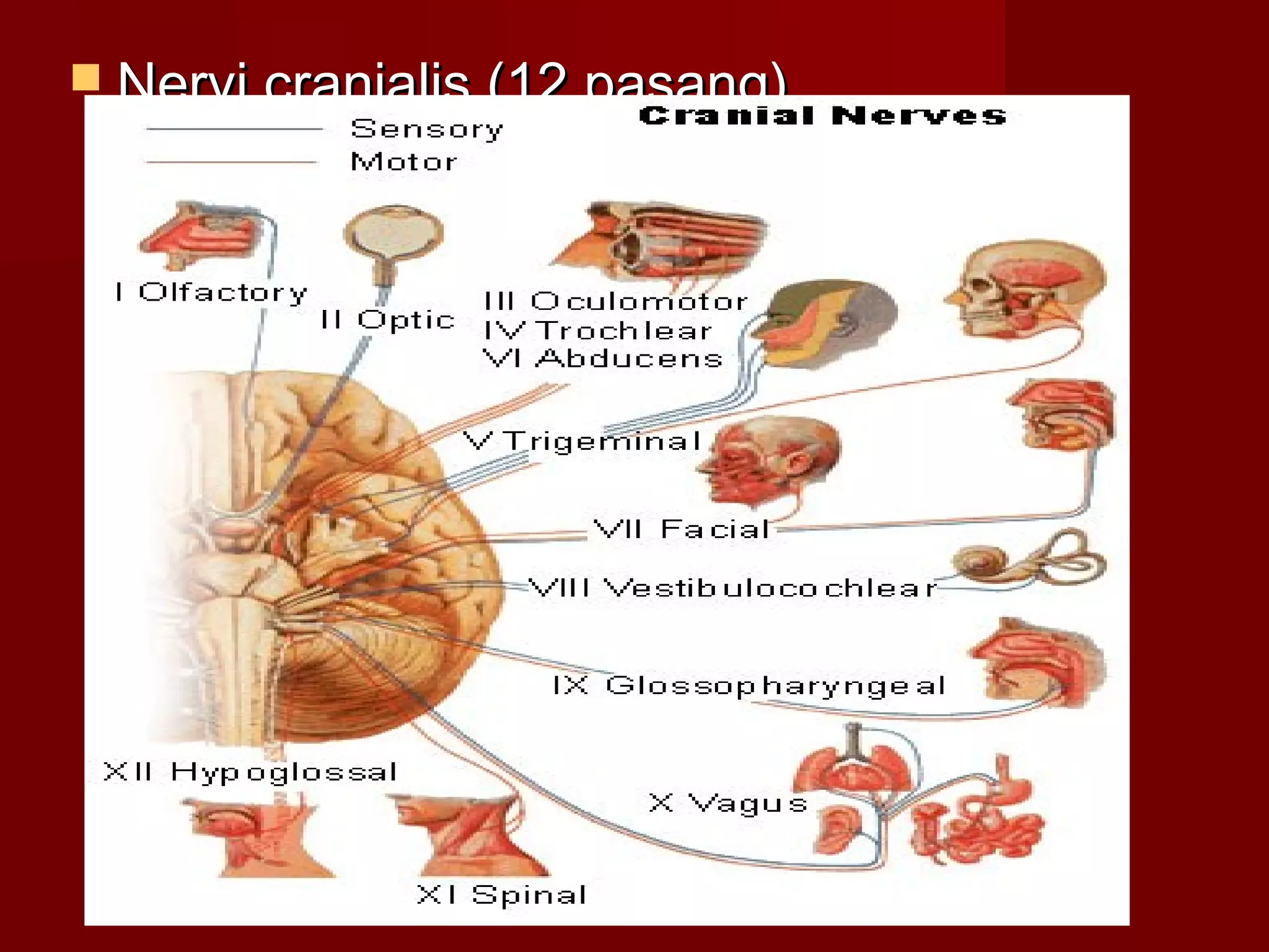 Sistem saraf | PPS