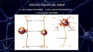 sistem-saraf-pada-manuuuuuuusia (1).pptx