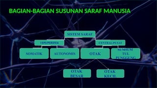 sistem-saraf-pada-manuuuuuuusia (1).pptx