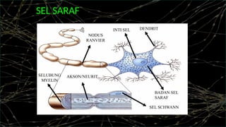 sistem-saraf-pada-manuuuuuuusia (1).pptx