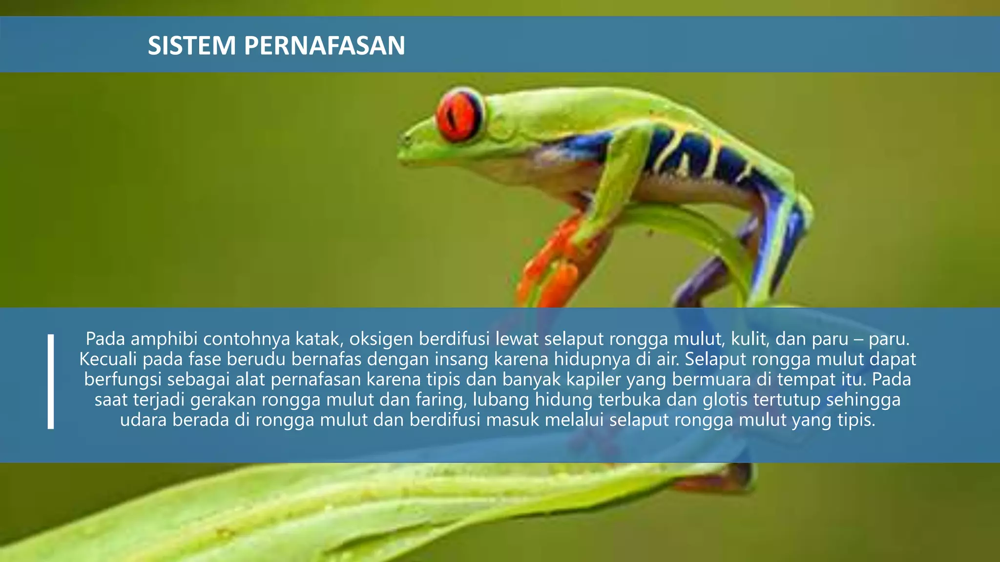 Sistem2 amfibi | PPTX