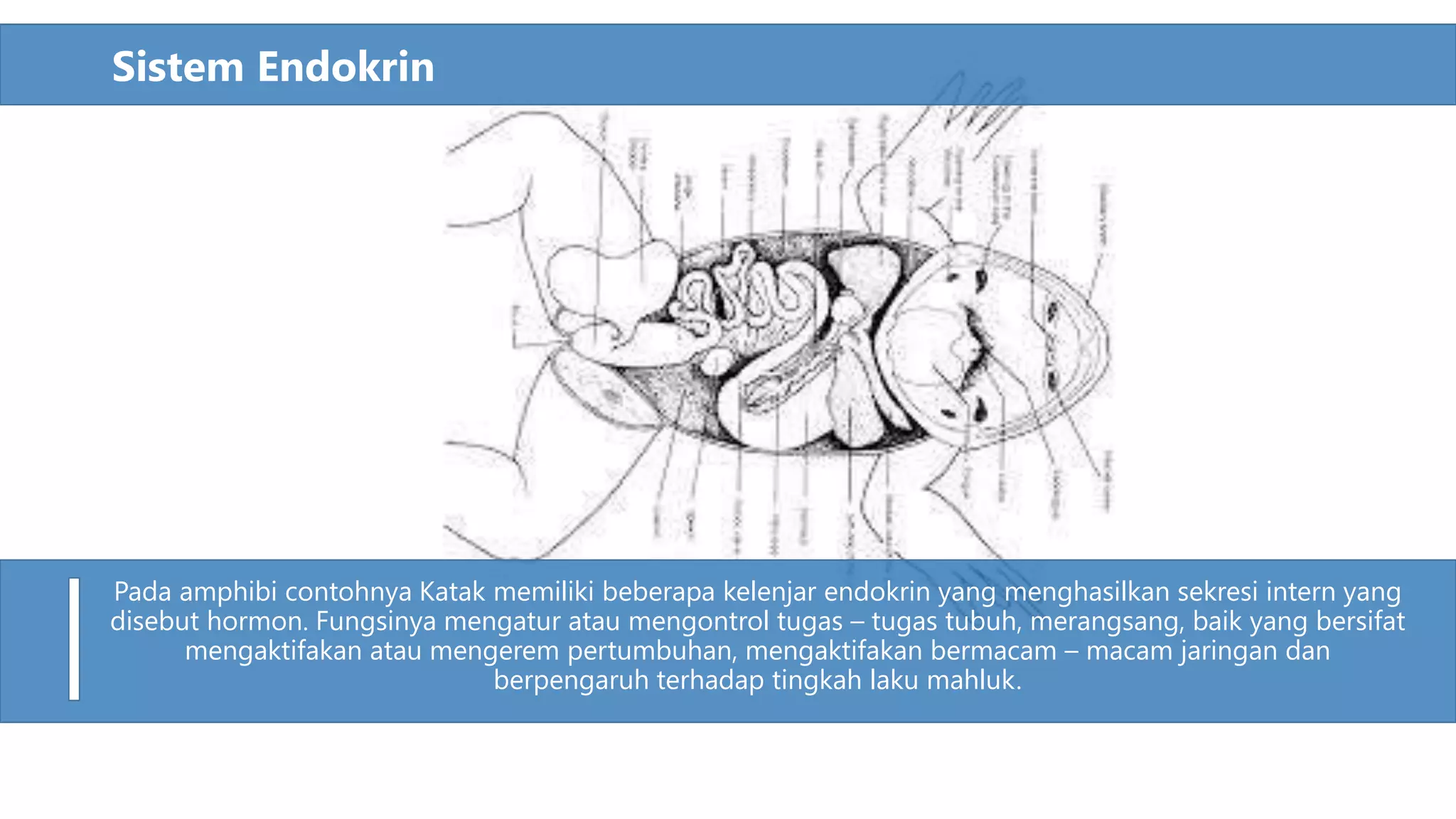 Sistem2 amfibi | PPTX