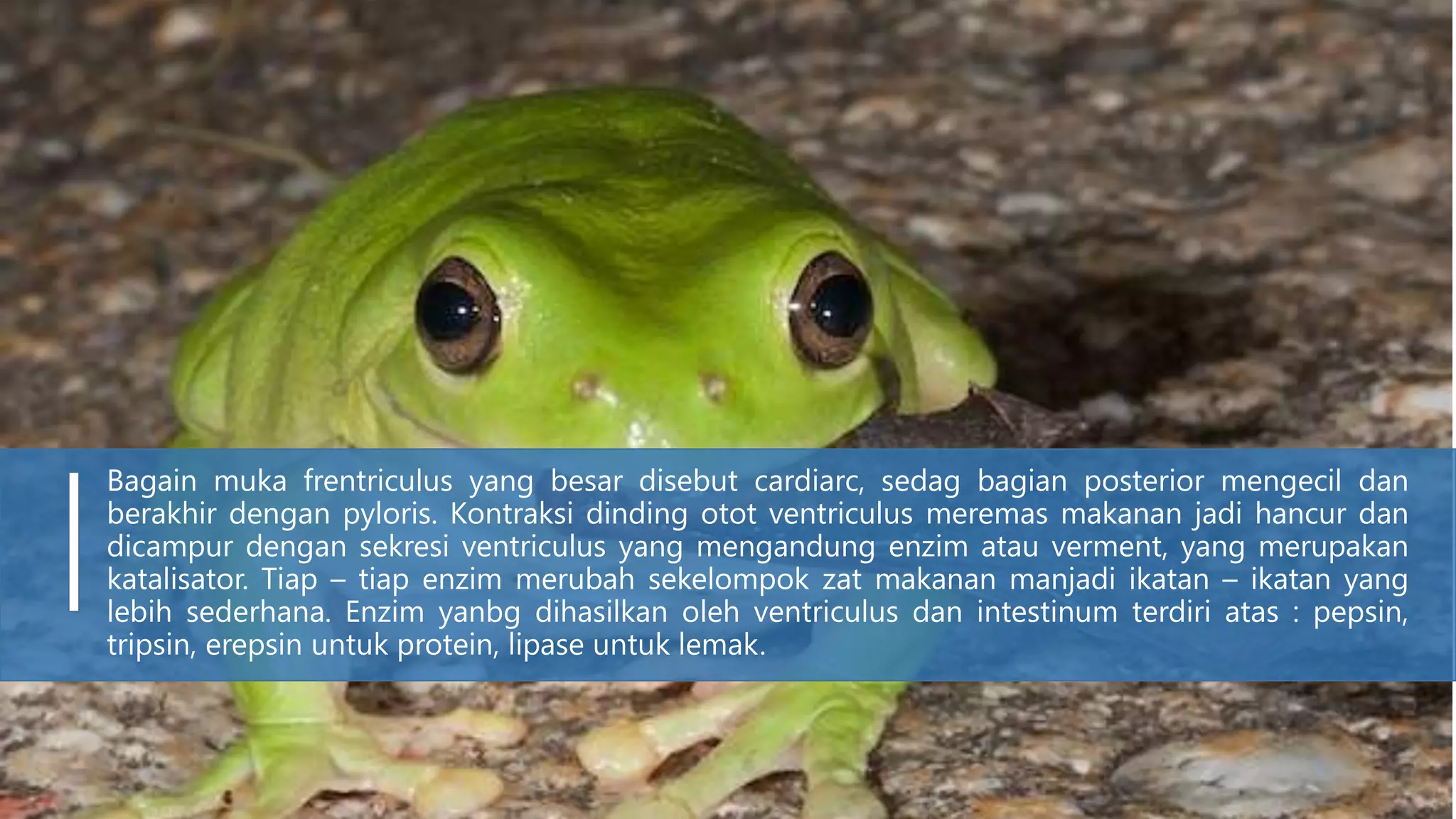 Sistem2 amfibi | PPTX