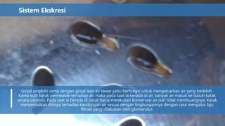Sistem2 amfibi | PPTX