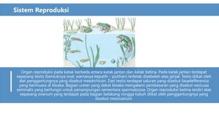 Sistem2 amfibi | PPTX