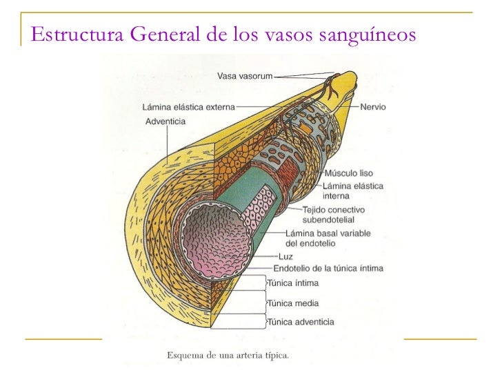 Histología Sistema Cardiovascular