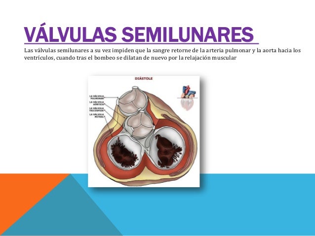 Sistema cardiovascular