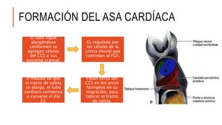 Sistema cardiovascular | PPTX