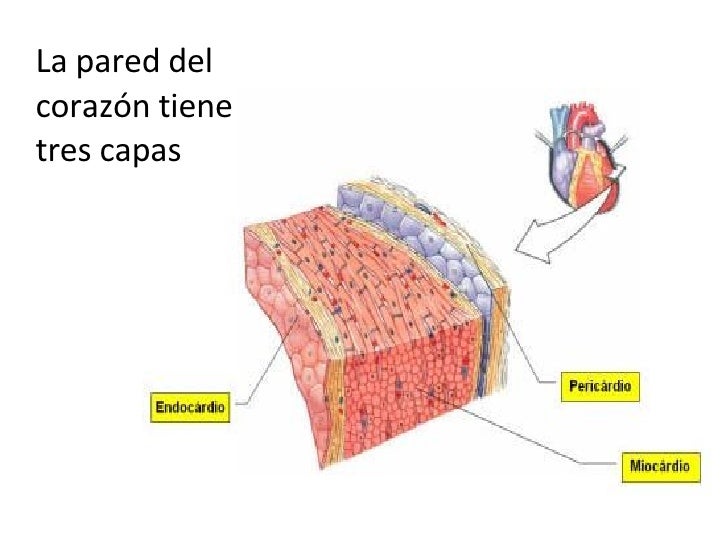 Corazón