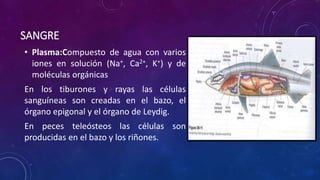 Sistema circulatorio de los vertebrados | PPTX