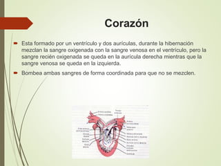Sistema circulatorio vertebrados | PPTX