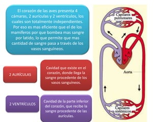 Sistema circulatorio vertebrados | PPTX