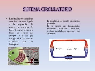 Sistema circulatorio vertebrados | PPTX