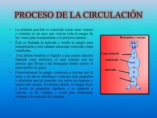 Sistema circulatorio vertebrados | PPTX