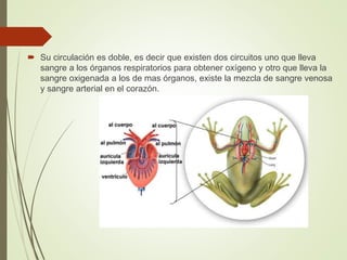 Sistema circulatorio vertebrados | PPTX