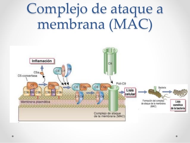 Sistema de-complemento