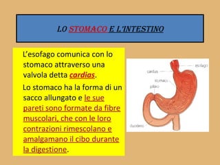 Sistema digerente Colletti,Corsi,D'Angelo,Galletti | PPT
