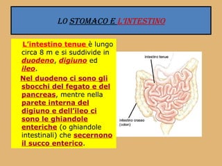 Sistema digerente Colletti,Corsi,D'Angelo,Galletti | PPT | Dental ...
