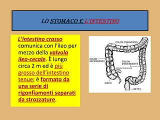 Sistema digerente Colletti,Corsi,D'Angelo,Galletti | PPT