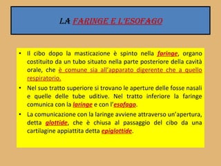 Sistema digerente Colletti,Corsi,D'Angelo,Galletti | PPT | Dental ...