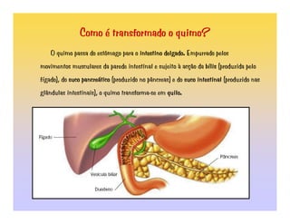 Sistema digestivo-1192572619563439-3 | PDF