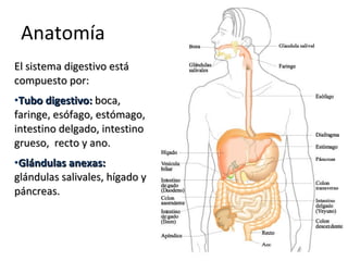 Sistema Digestivo | PPT