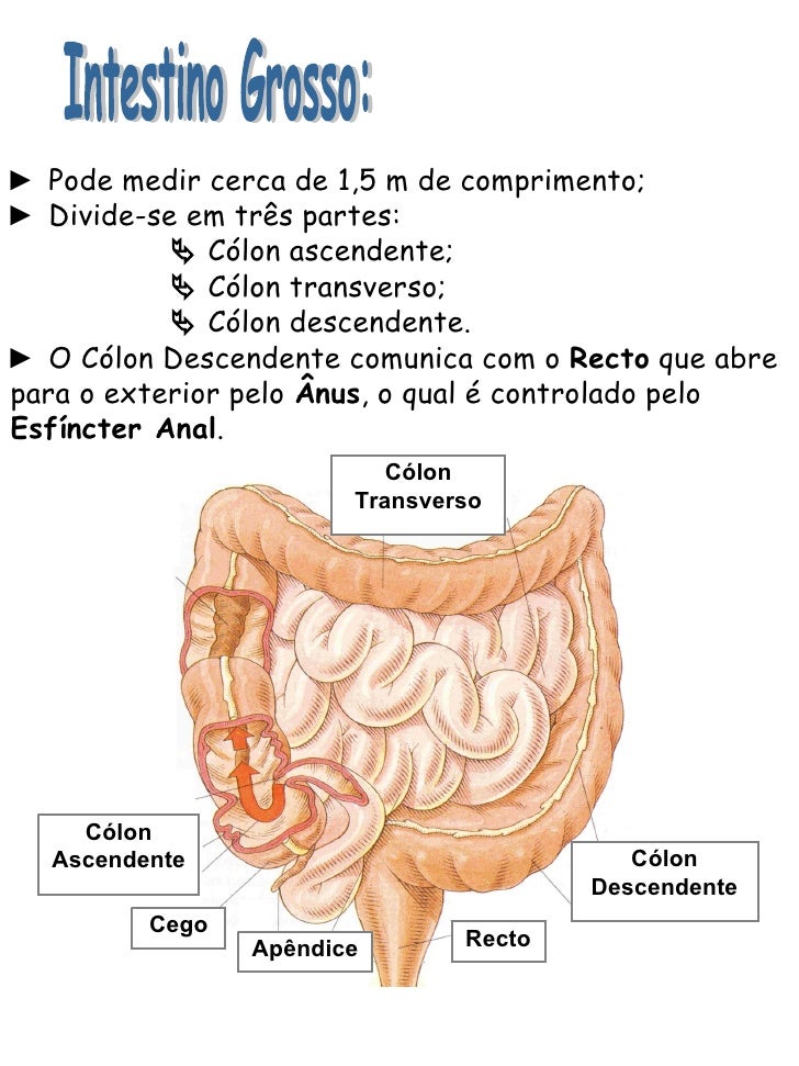 Sistema Digestivo - 9ºAno