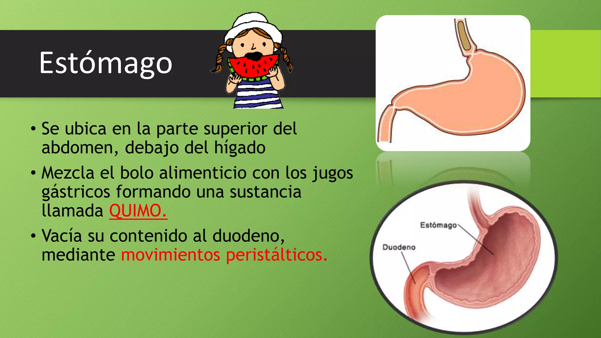 Sistema-Digestivo.4toPrim.pptx
