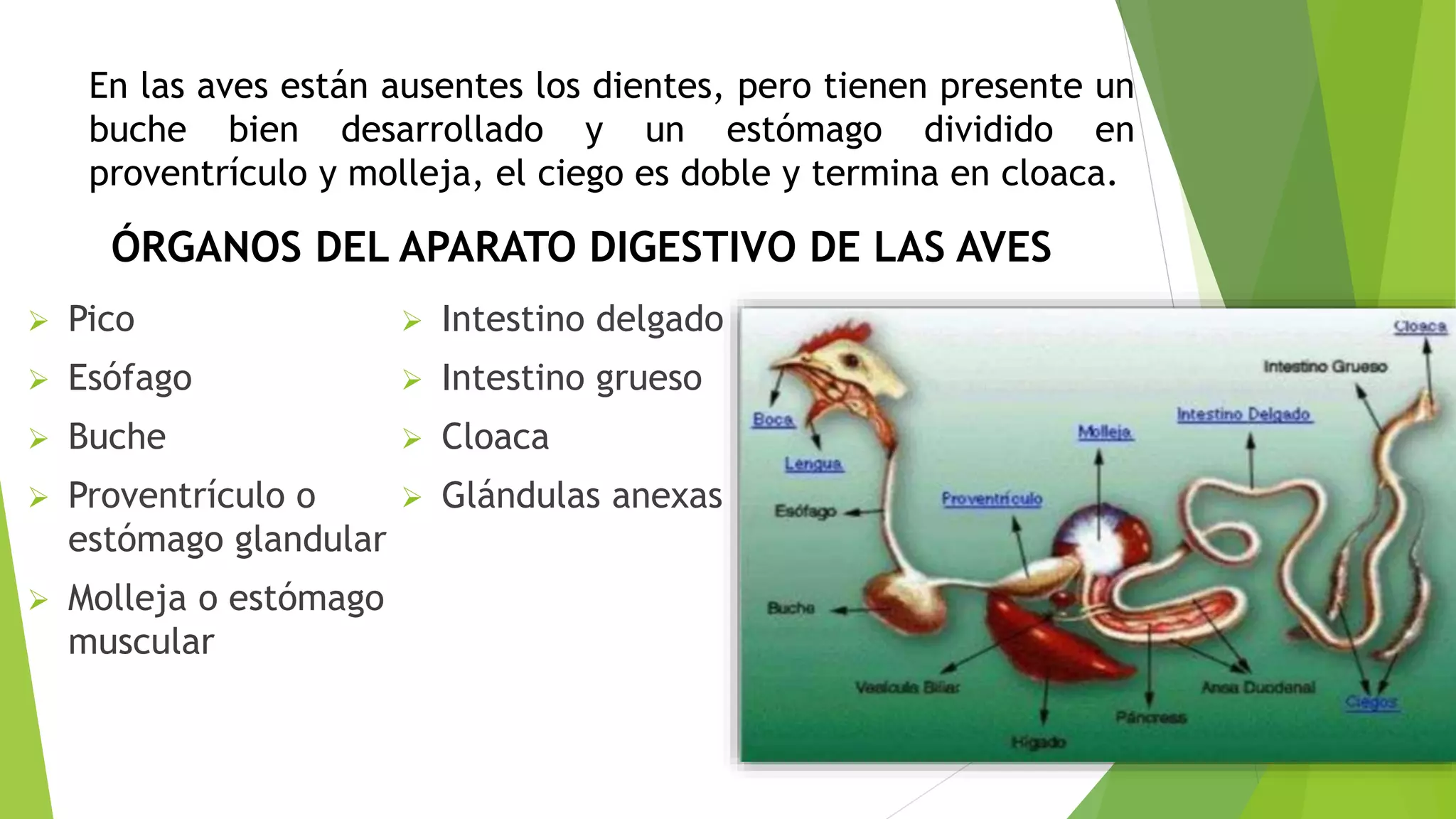 Sistema digestivo de las aves por Diana Reascos | PPTX