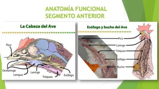 Sistema digestivo de las aves por Diana Reascos | PPTX