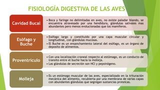 Sistema digestivo de las aves por Diana Reascos | PPTX