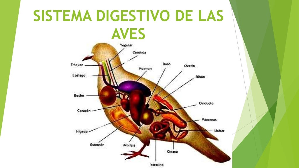 Sistema digestivo de las aves por Diana Reascos