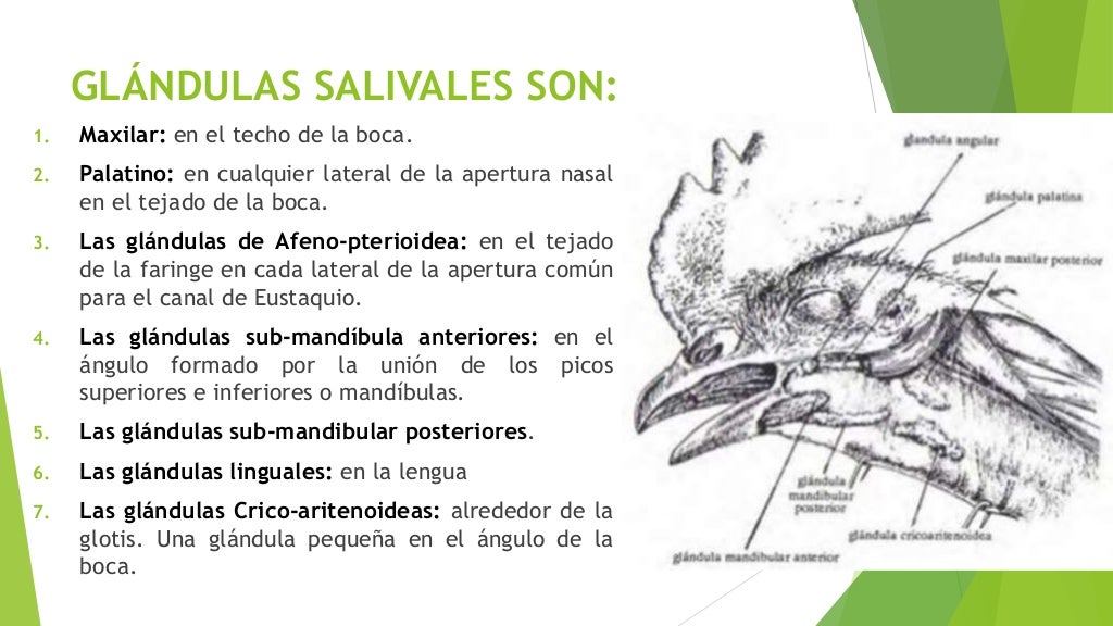 Sistema digestivo de las aves por Diana Reascos