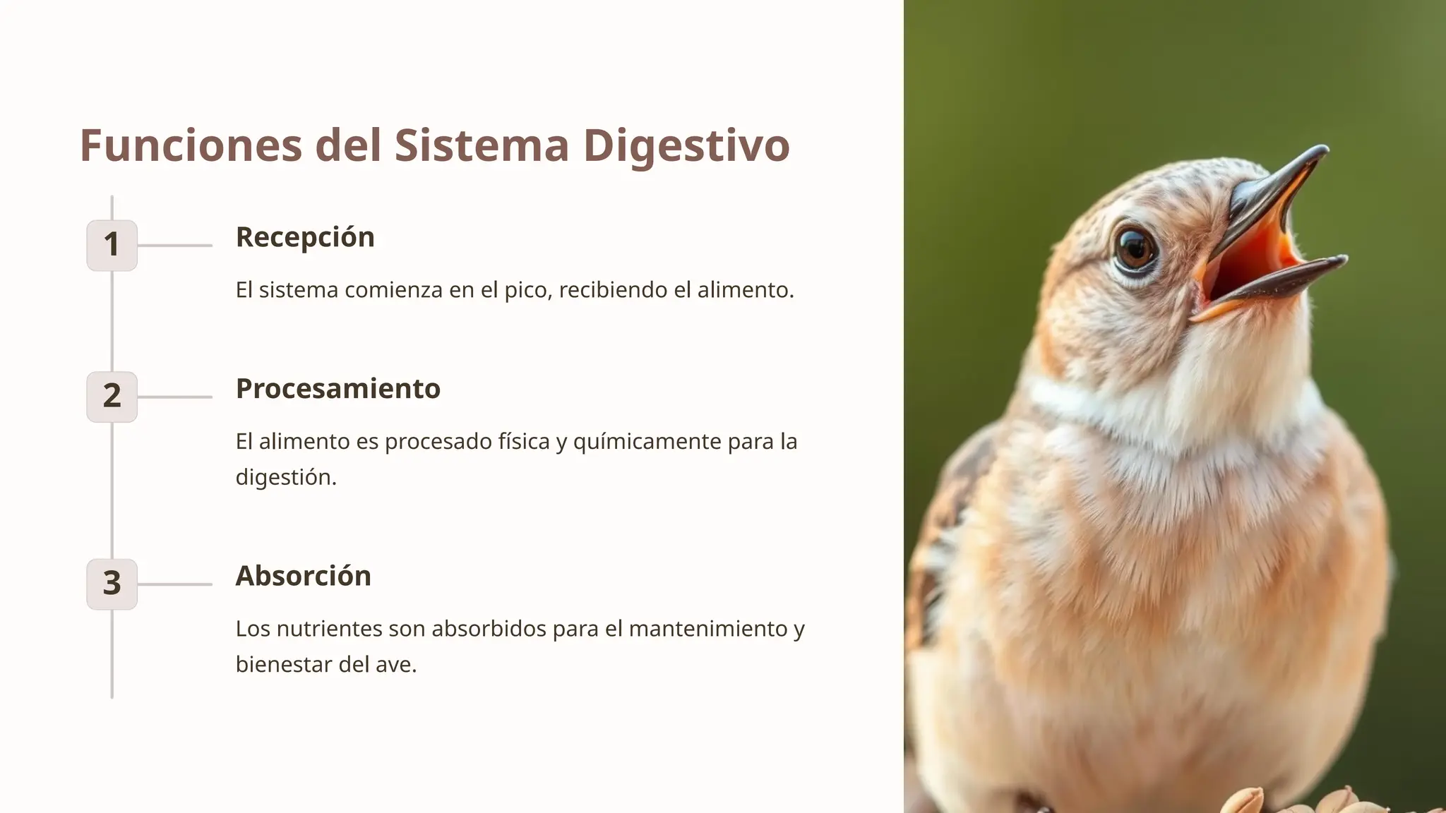 Sistema-Digestivo-de-las-Aves (1).pptx aves | PPTX