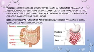 Sistema digestivo-humano.pptx2 | PPTX