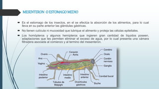 Sistema digestivo-insectos | PPTX