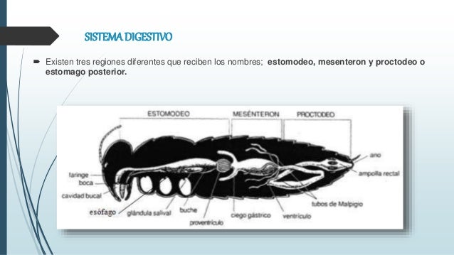 Sistema digestivo-insectos