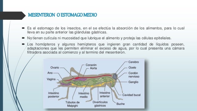 Sistema digestivo-insectos