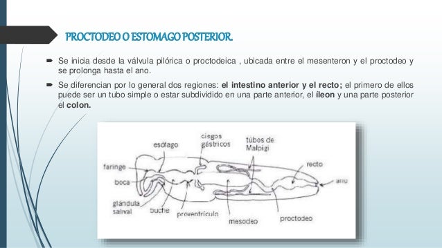 Sistema digestivo-insectos