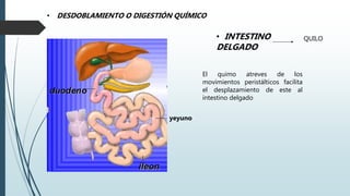 Sistema digestivo | PPTX